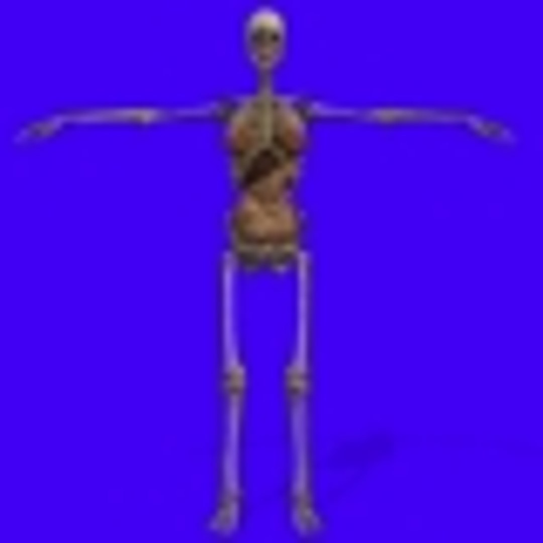 3D Female Anatomy Model - TurboSquid 2082884