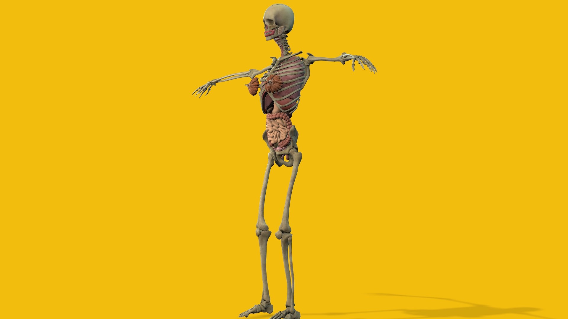 3d Female Anatomy Model Turbosquid 2082884