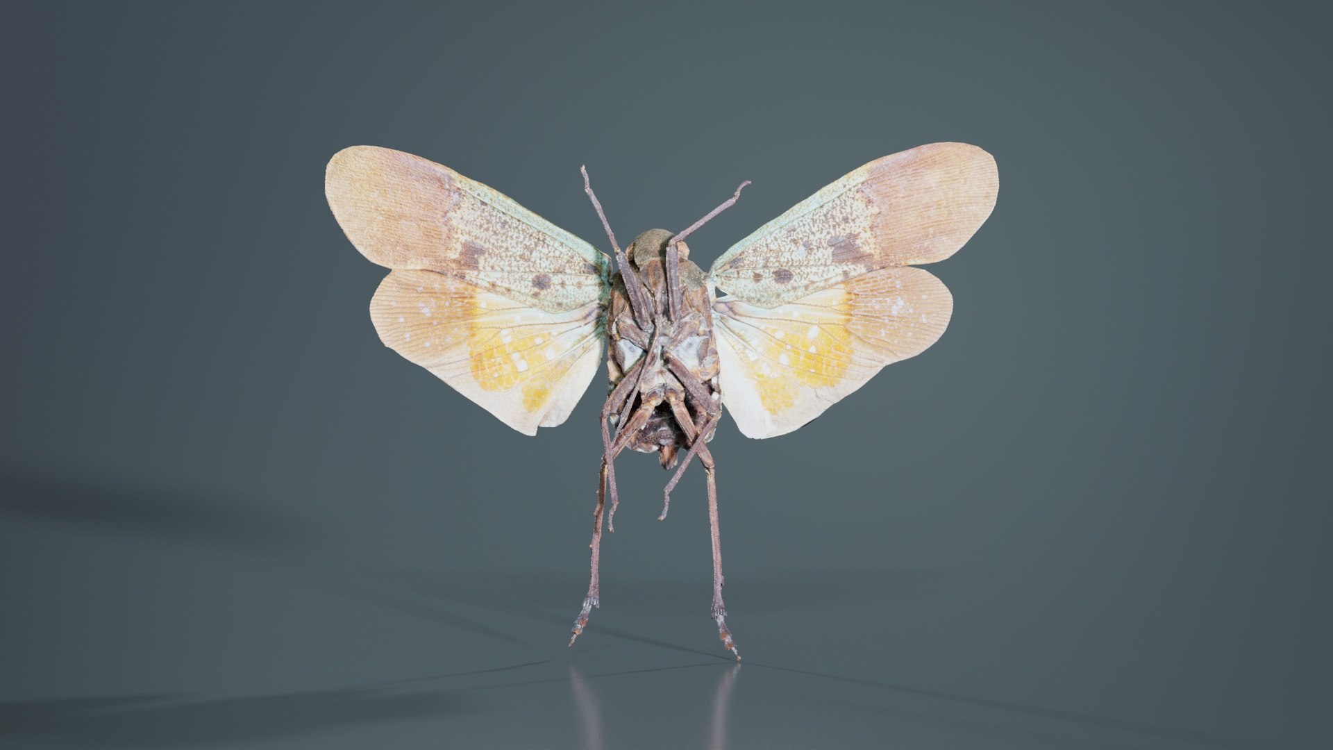 3D Penthicoides Farinosa Borneo Remastered Model - TurboSquid 2359762