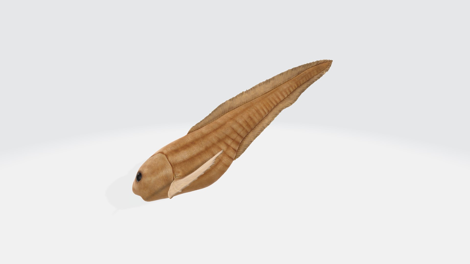 Mariana Snailfish Model - TurboSquid 2294961