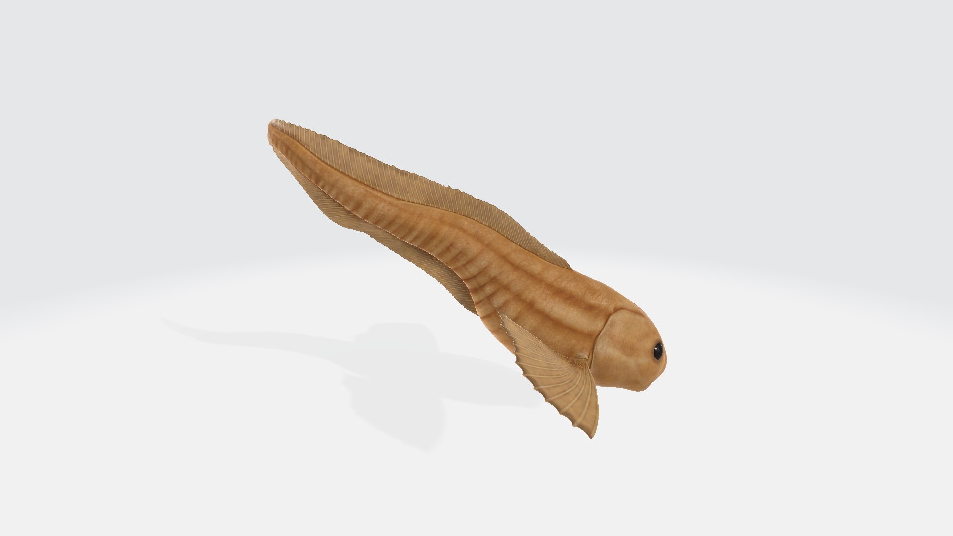 Mariana Snailfish Model - TurboSquid 2294961