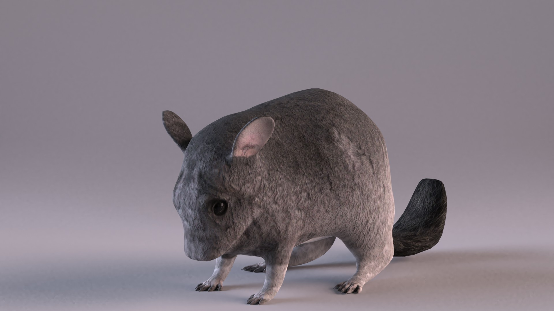 Rodents Collection 3D Model - TurboSquid 1998934