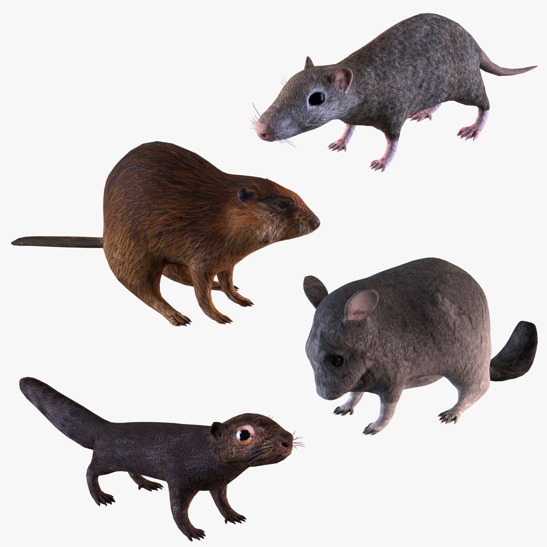 Rodents Collection 3D Model - TurboSquid 1998934