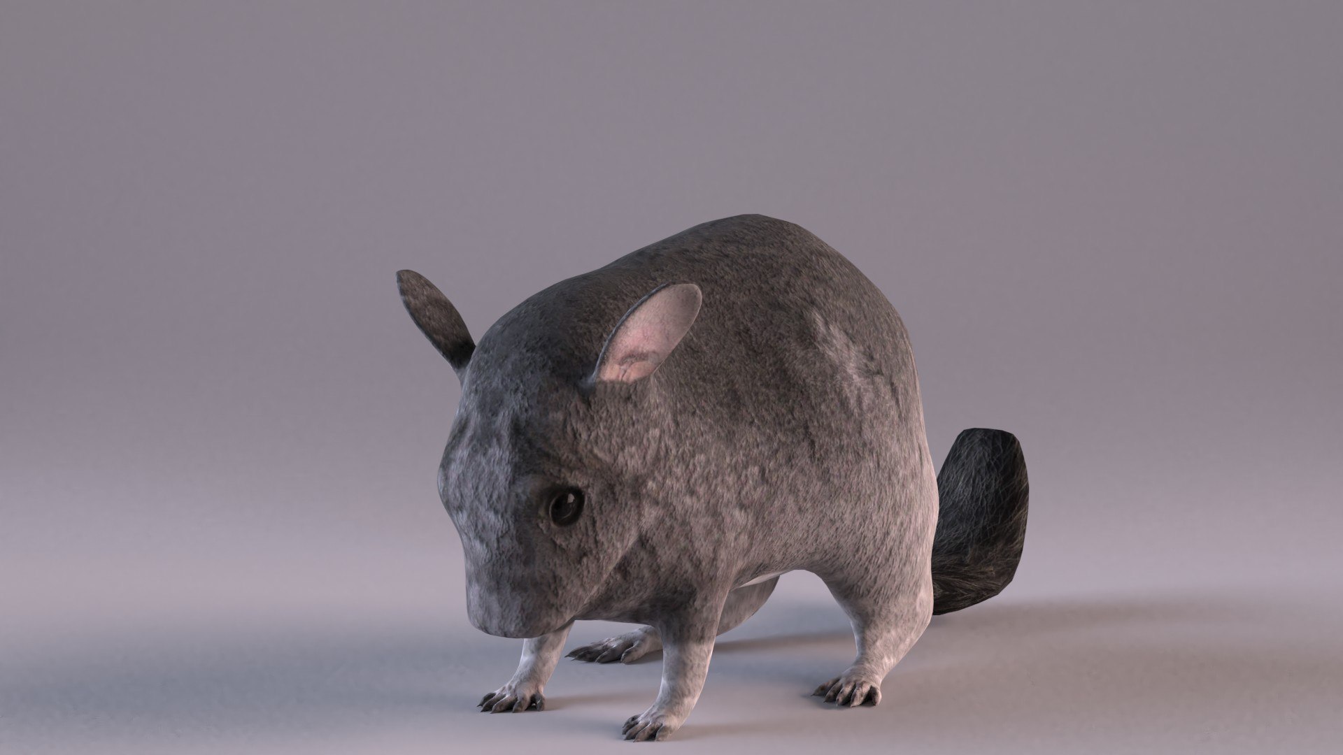 Rodents Collection 3D Model - TurboSquid 1998934