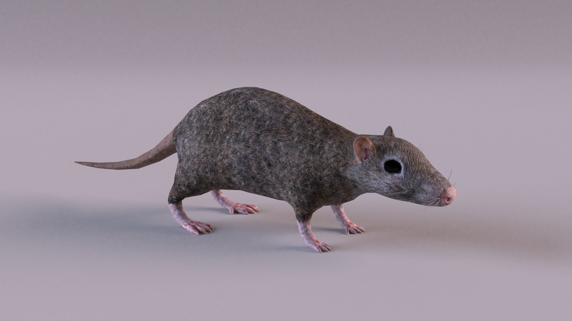 Rodents Collection 3D Model - TurboSquid 1998934