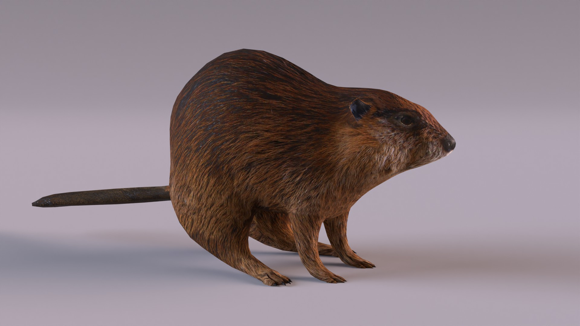 Rodents Collection 3D Model - TurboSquid 1998934
