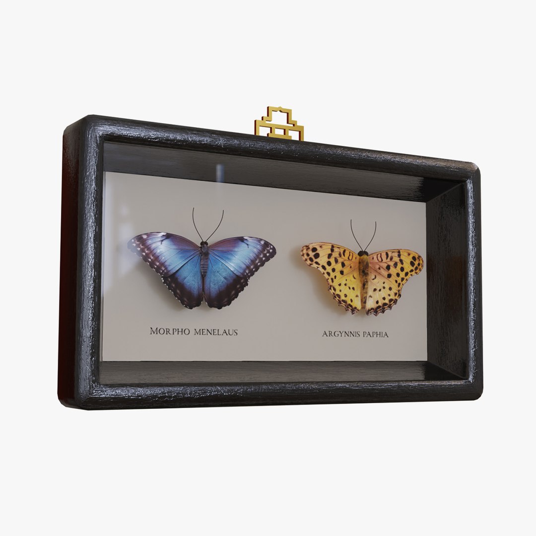 3D Displace Case with two butterflies model - TurboSquid 2060534