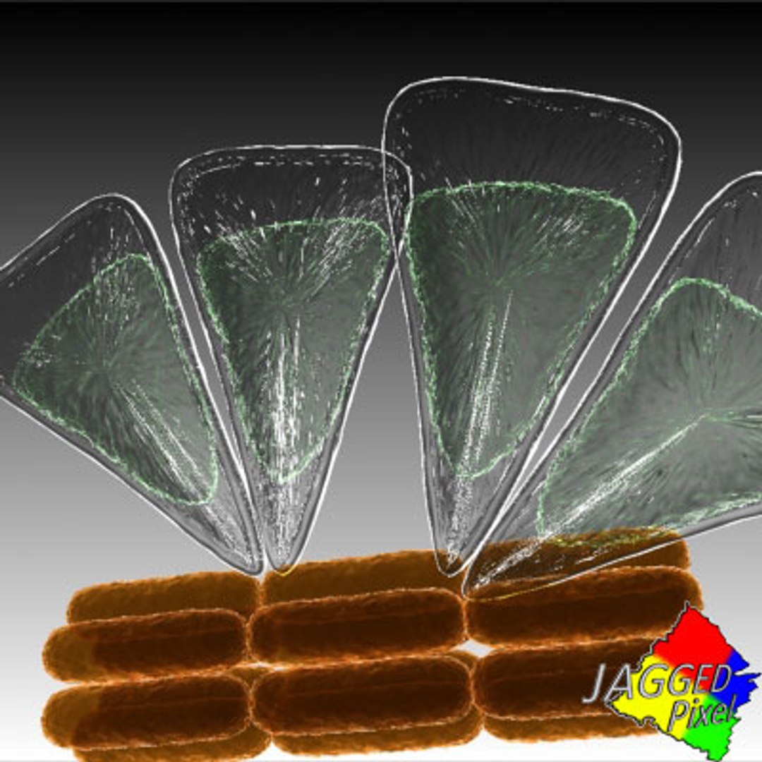 Diatom Cells 3d Model