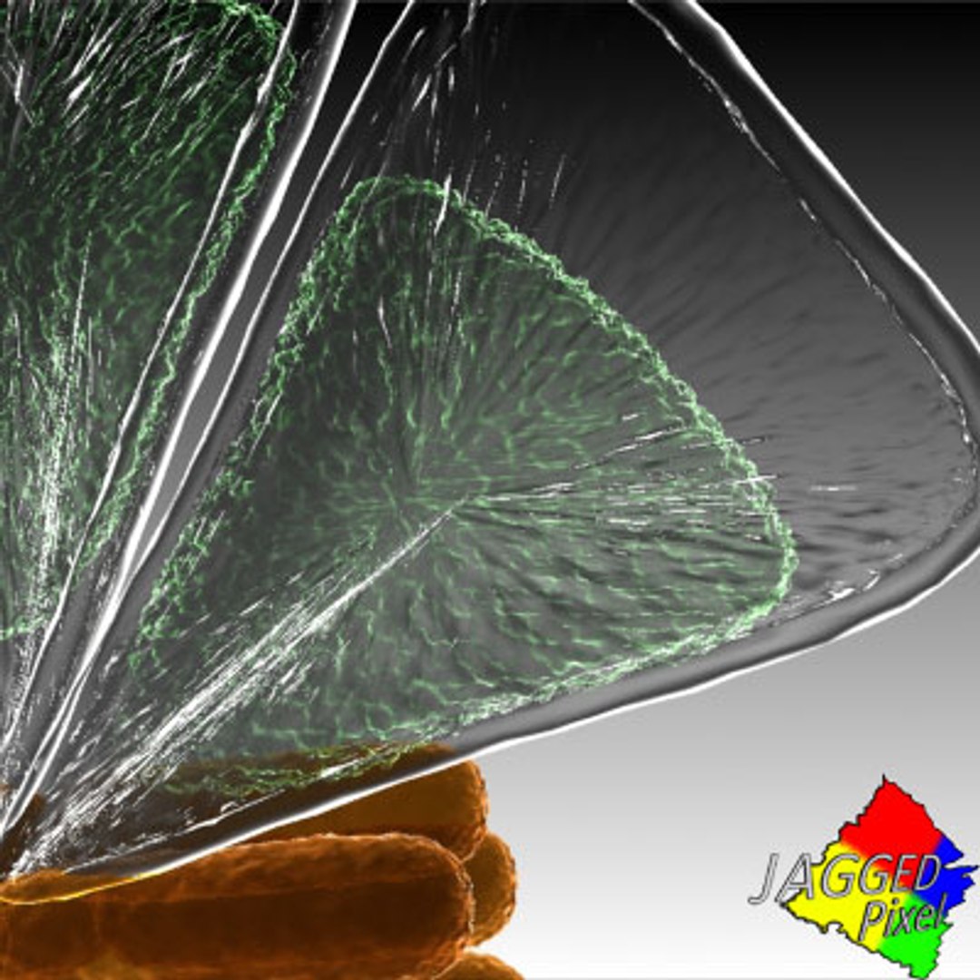 Diatom Cells 3d Model