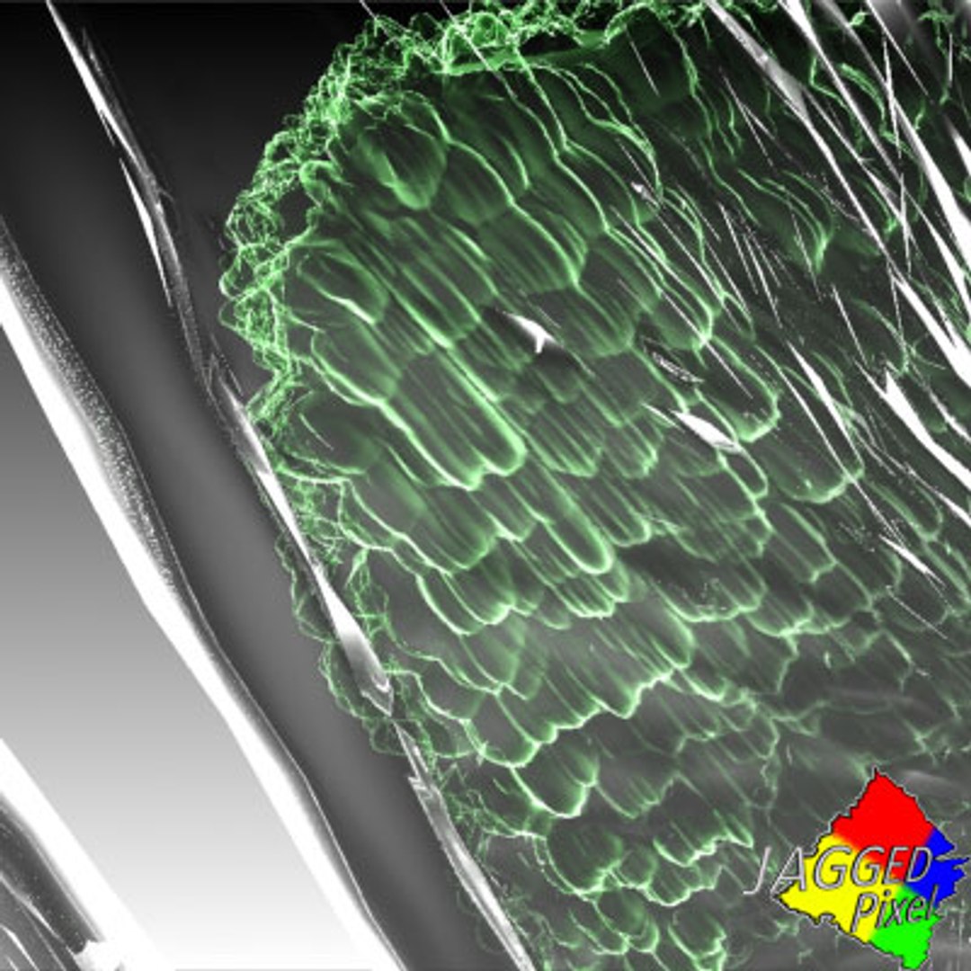Diatom Cells 3d Model
