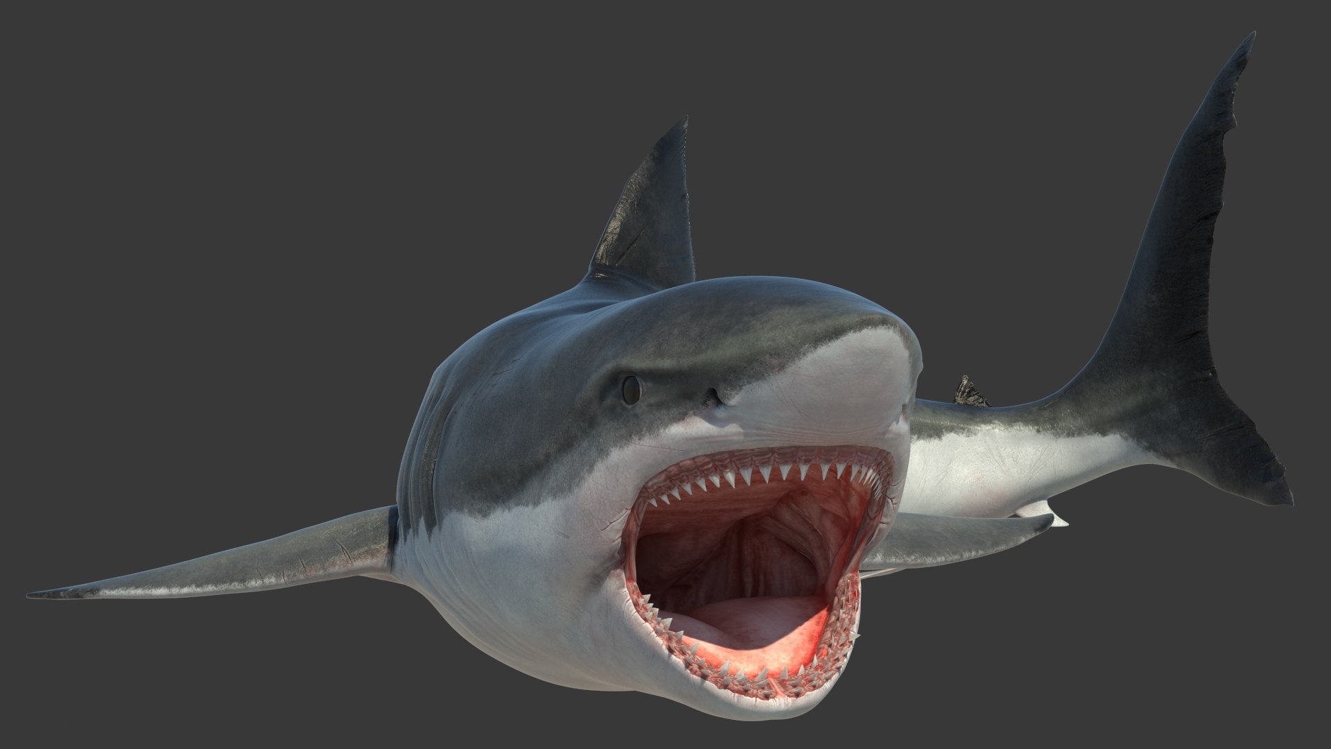 Great Shark White Rigged 3D model - TurboSquid 2001457