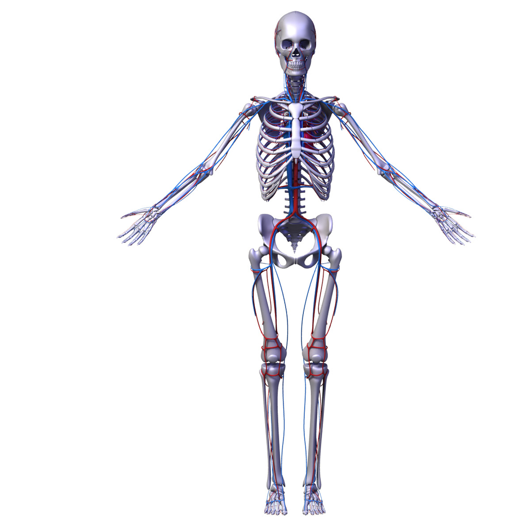 3d Human Female Body Circulatory Model
