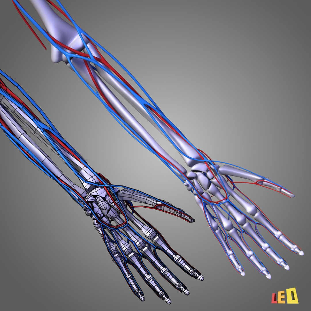 3d Human Female Body Circulatory Model