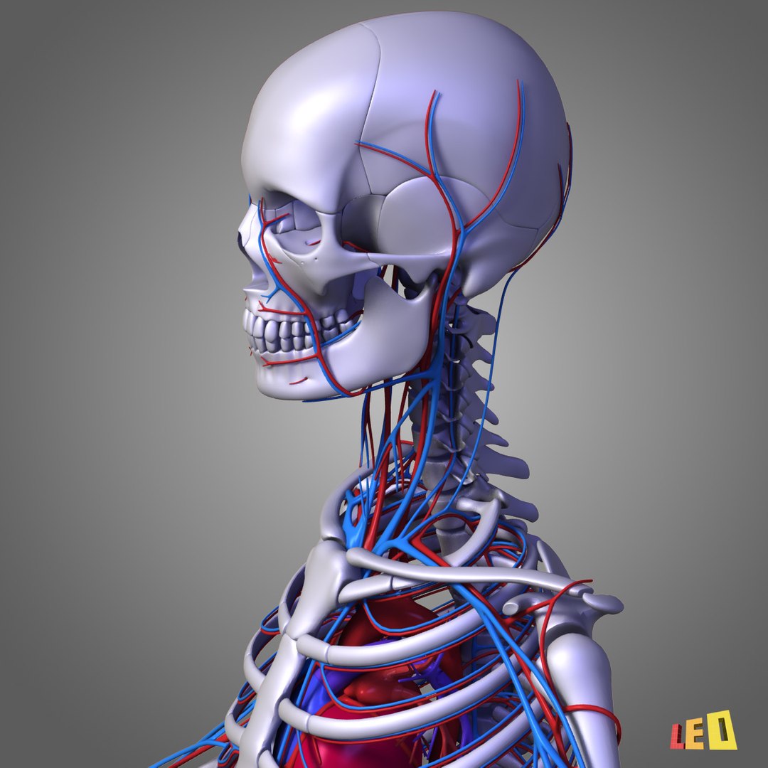 3d Human Female Body Circulatory Model