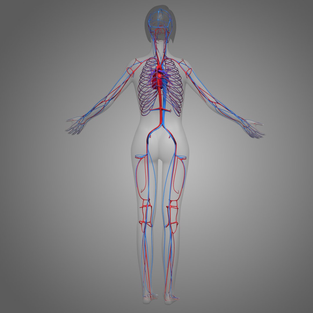 3d Human Female Body Circulatory Model