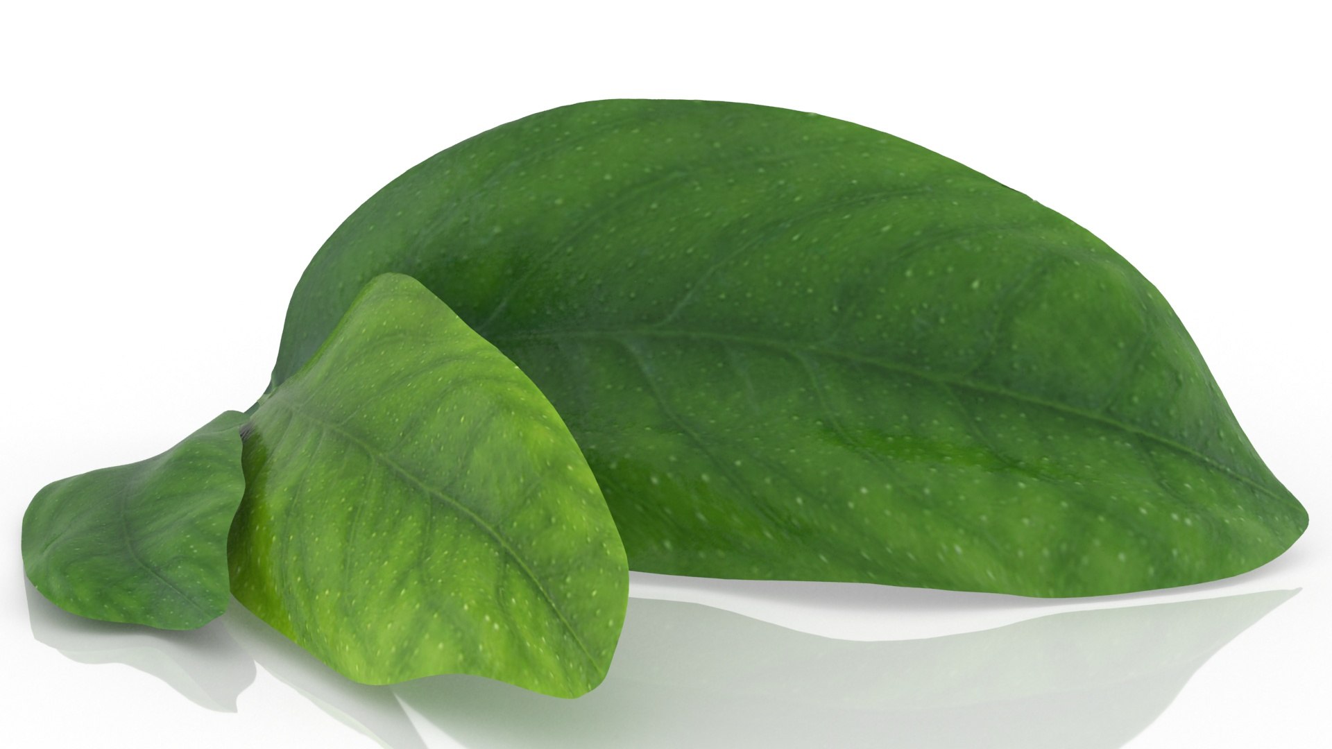 Citrus Leaf 3D - TurboSquid 1597024