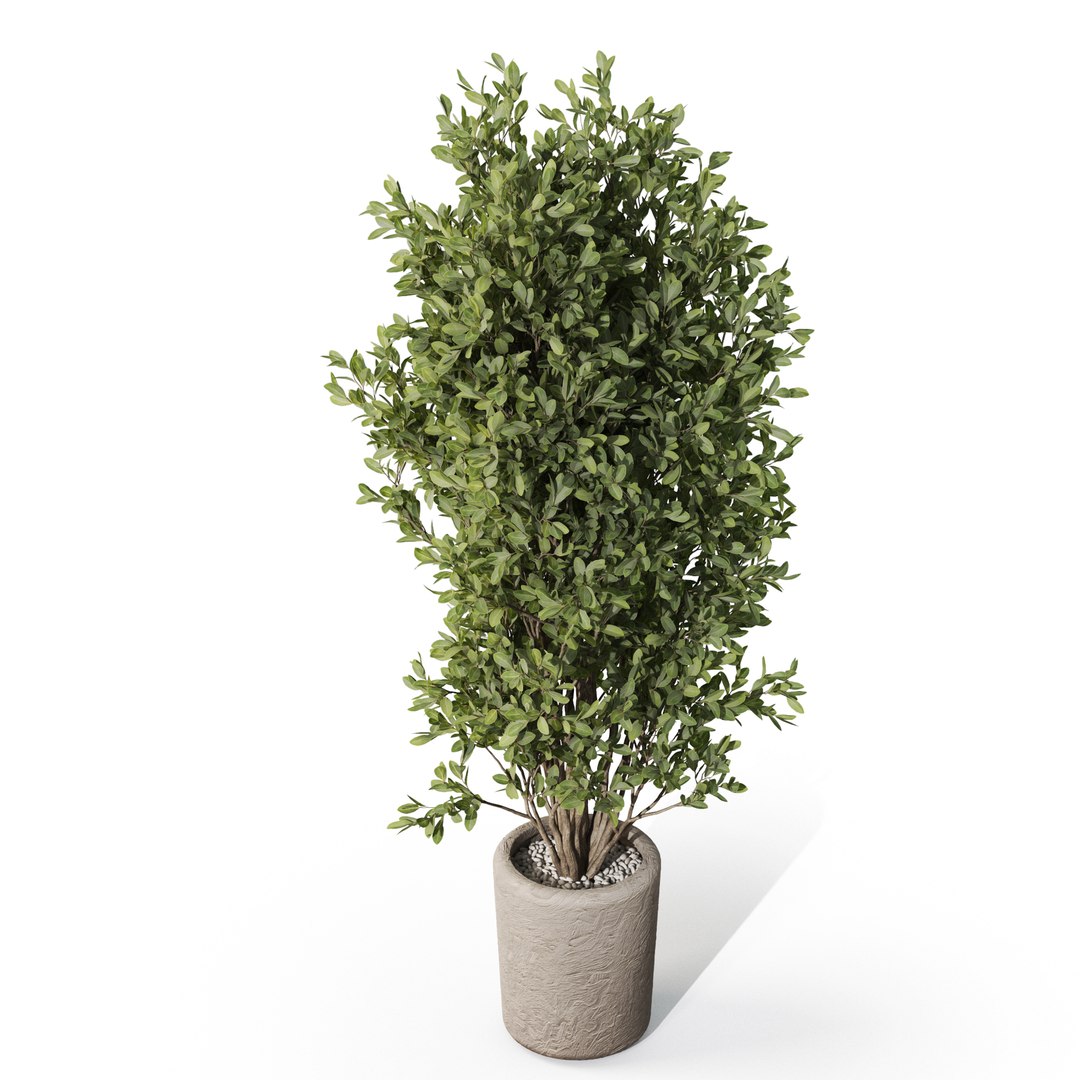 3D Plants Collection 1072 Model - TurboSquid 2214292
