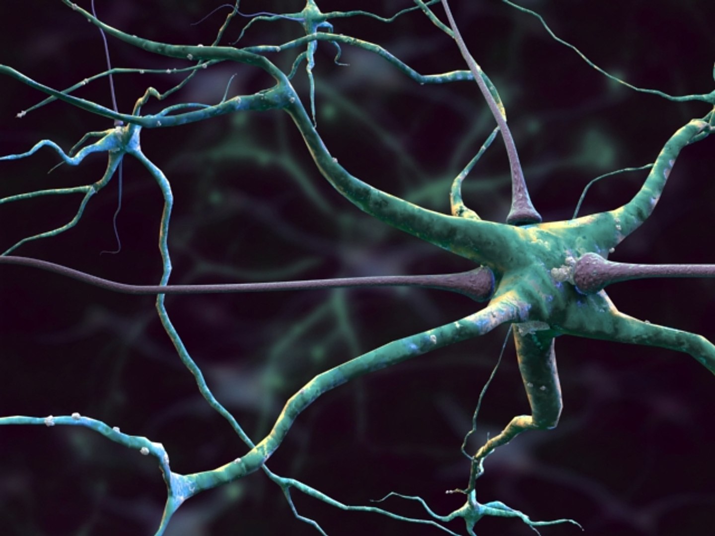 Max Neurons Nerve Cells