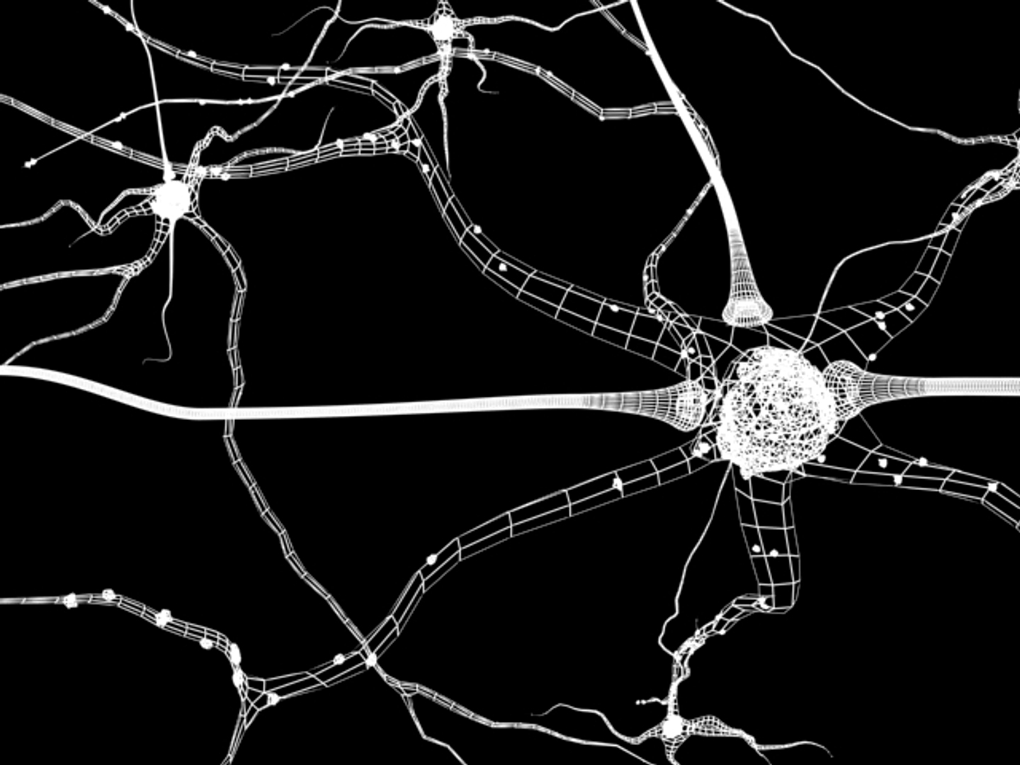 max neurons nerve cells