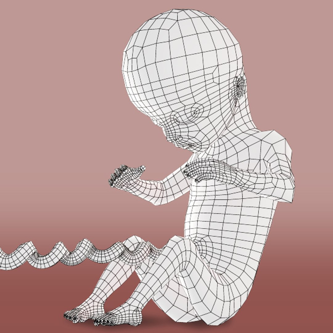 3ds Max Unborn Baby Character Modelled