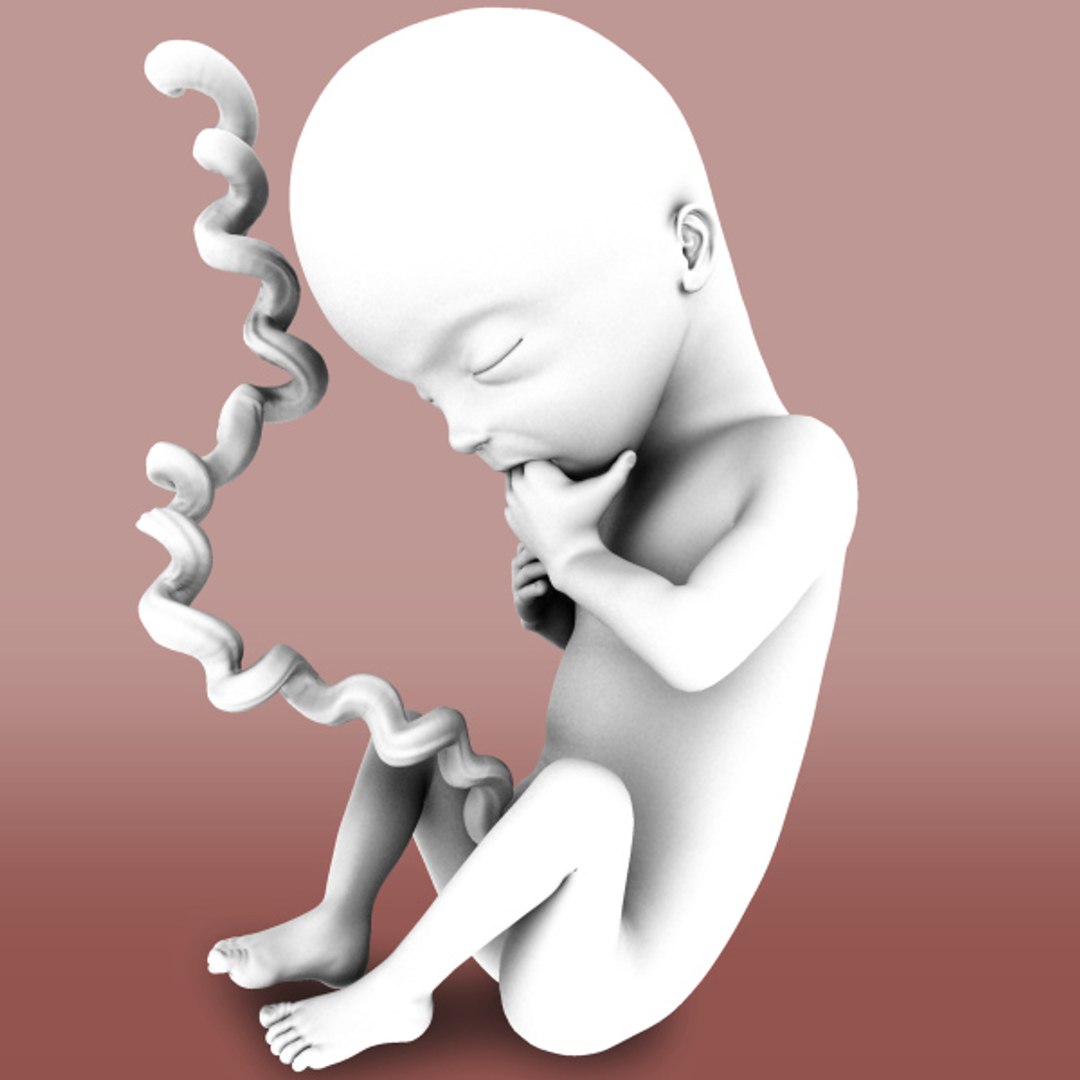 3ds Max Unborn Baby Character Modelled