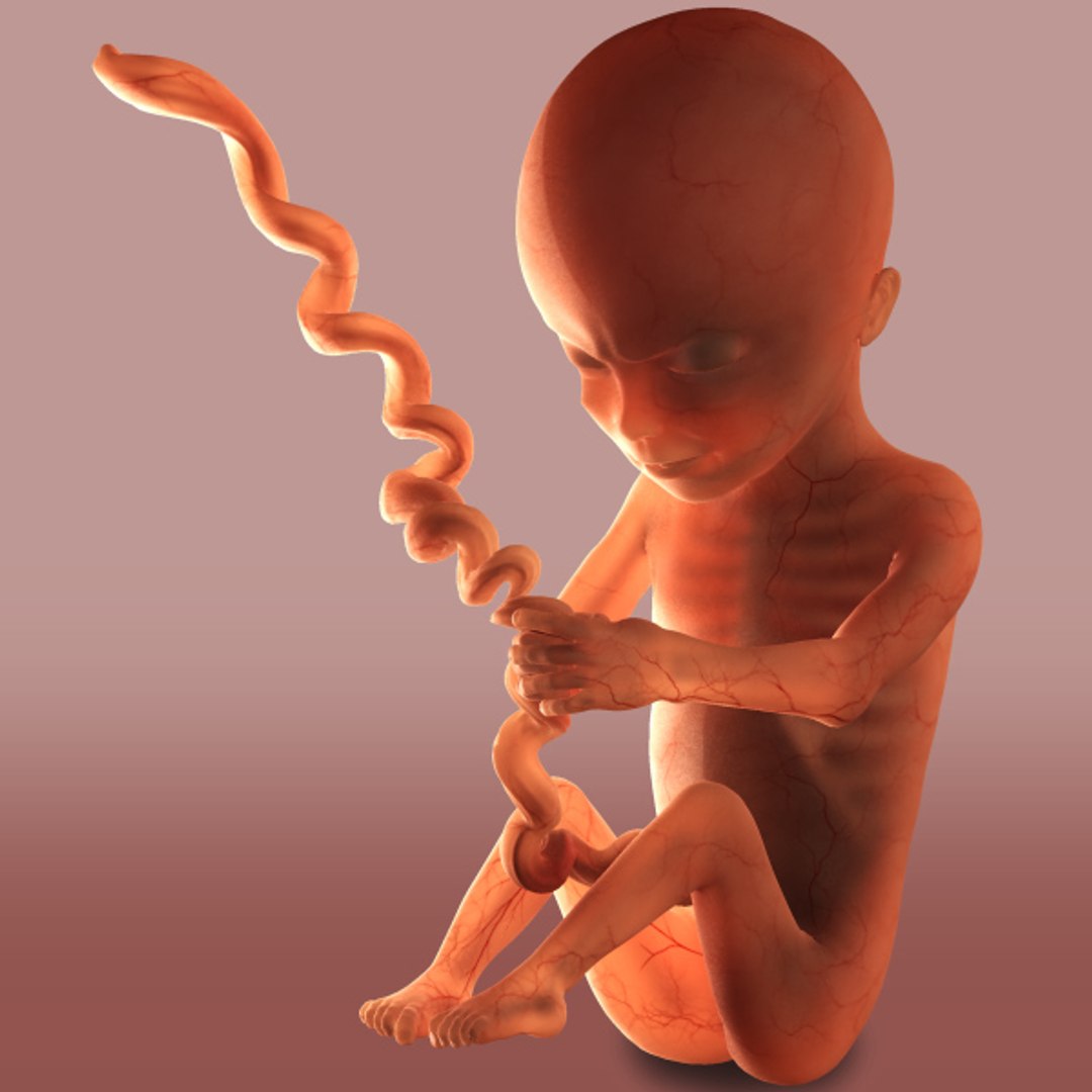 3ds Max Unborn Baby Character Modelled