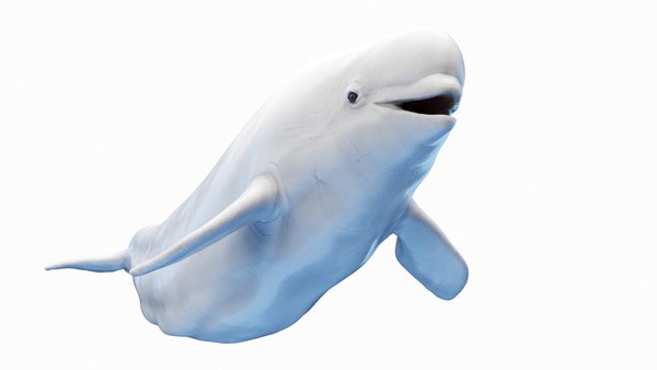 modelo 3d Ballena beluga - TurboSquid 1971899