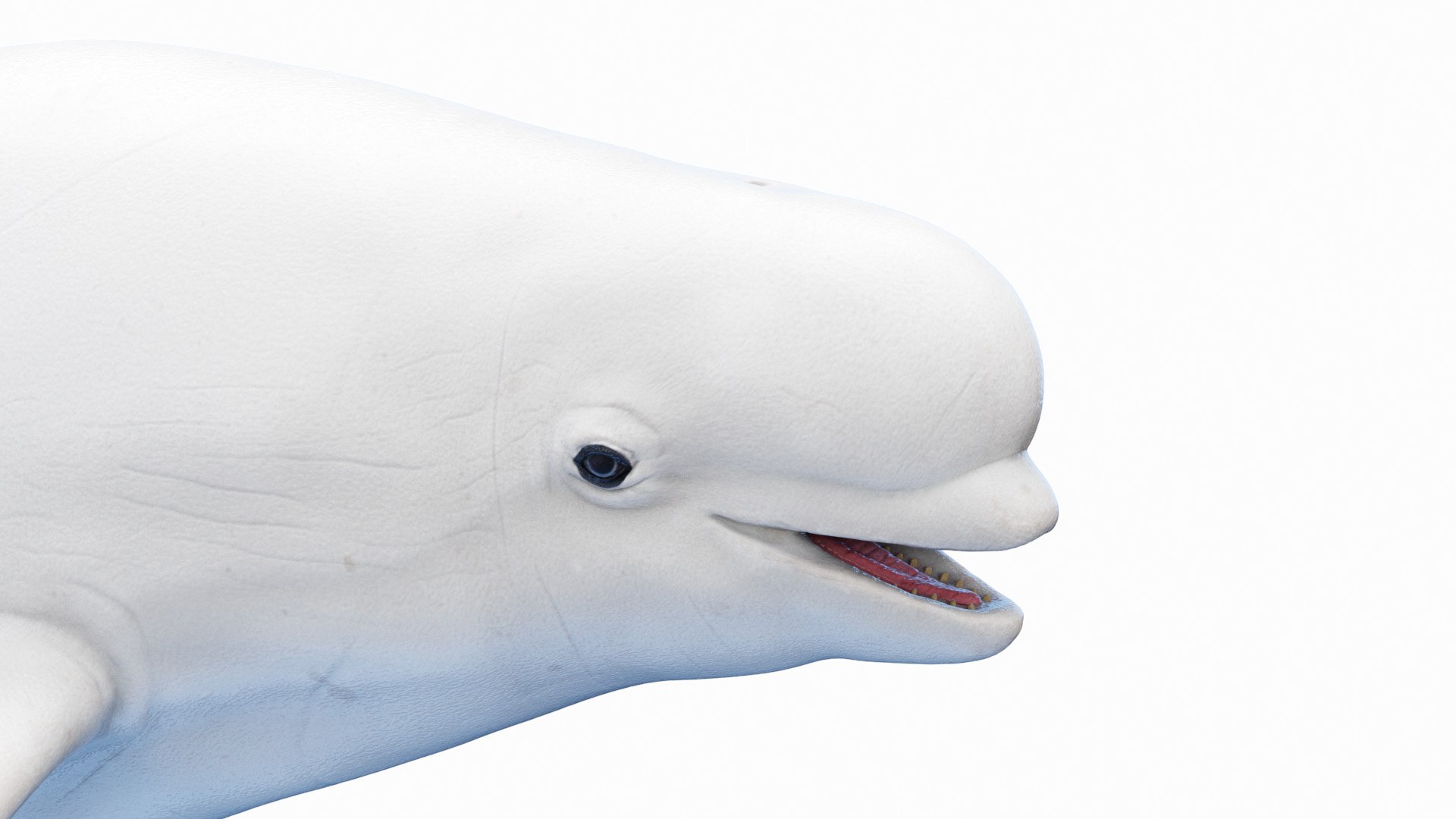 Beluga Whale 3D - TurboSquid 1971899