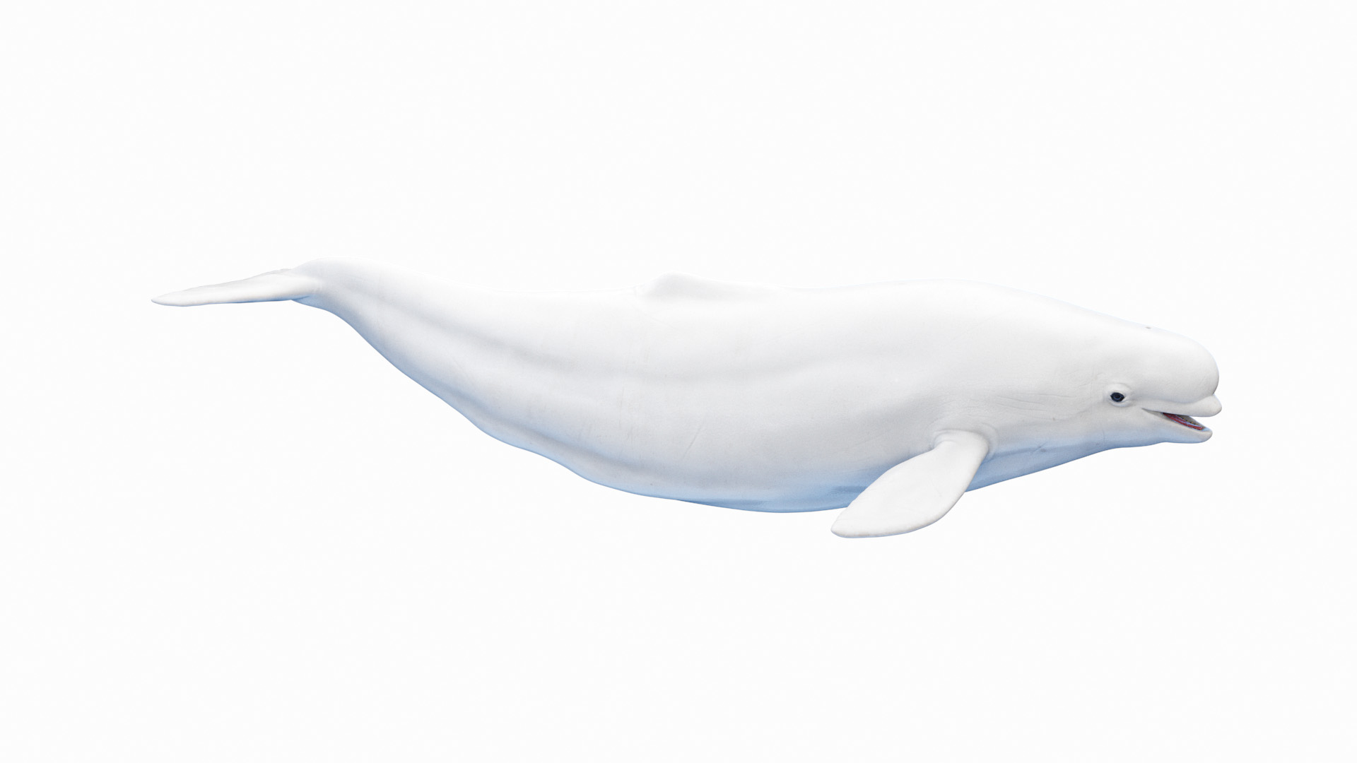 Beluga Whale 3D - TurboSquid 1971899