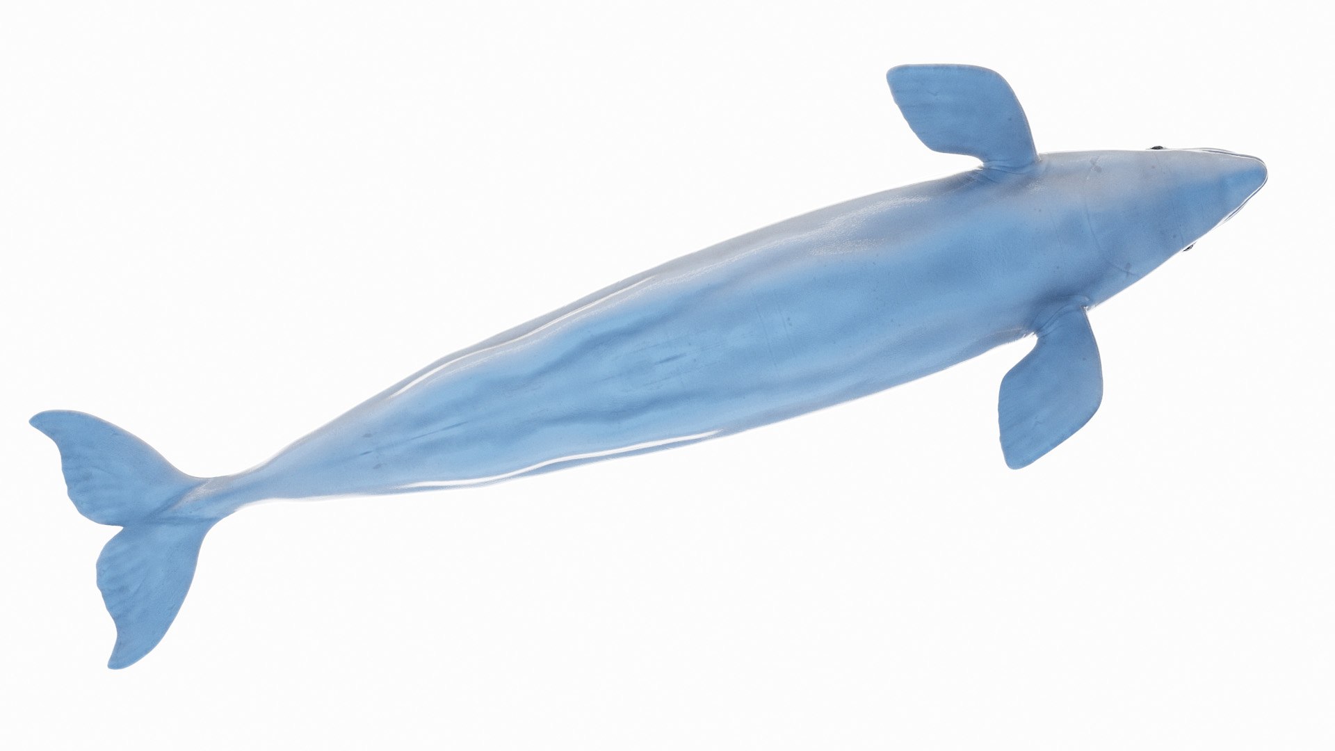 Beluga Whale 3D - TurboSquid 1971899