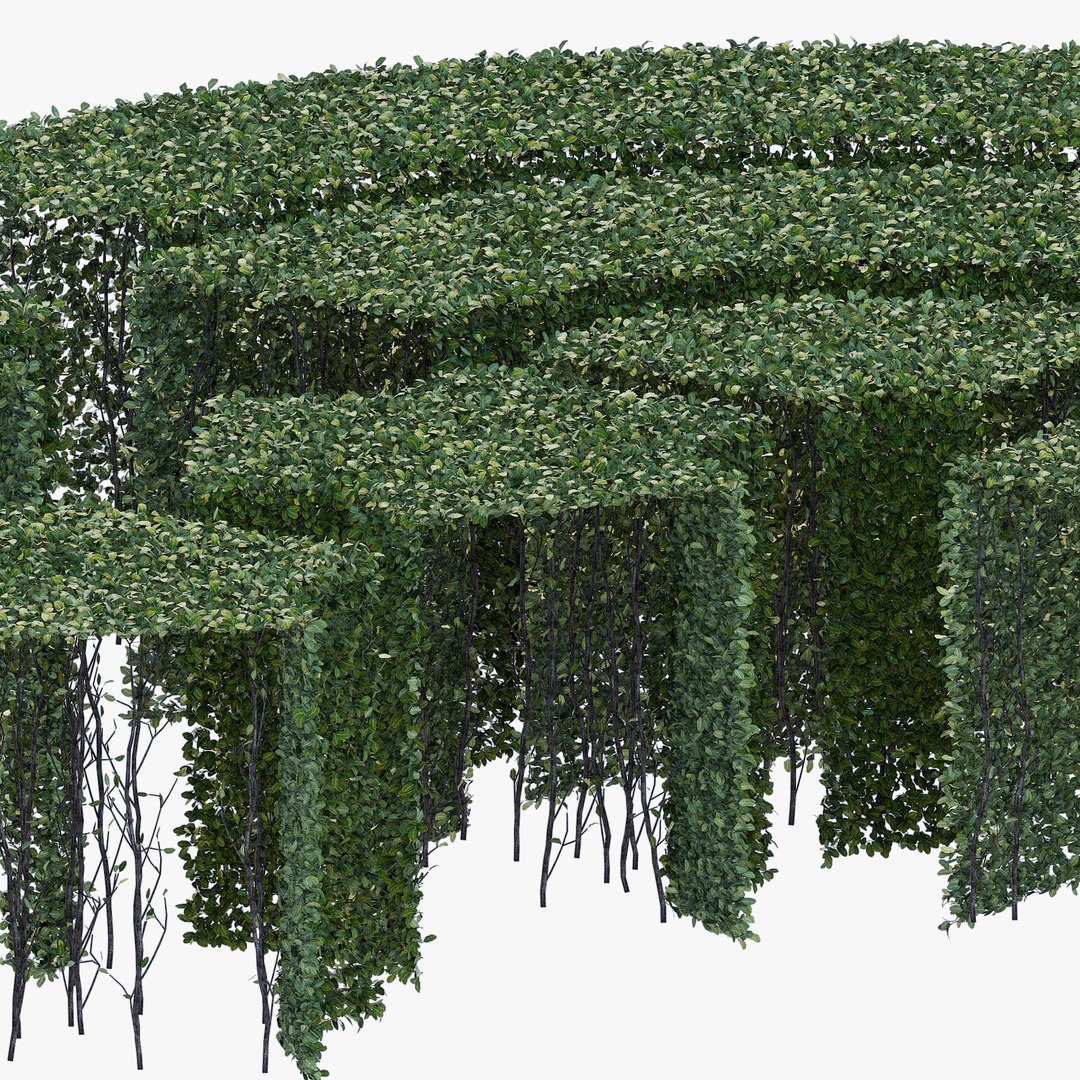 Hedge H 3D - TurboSquid 1164545