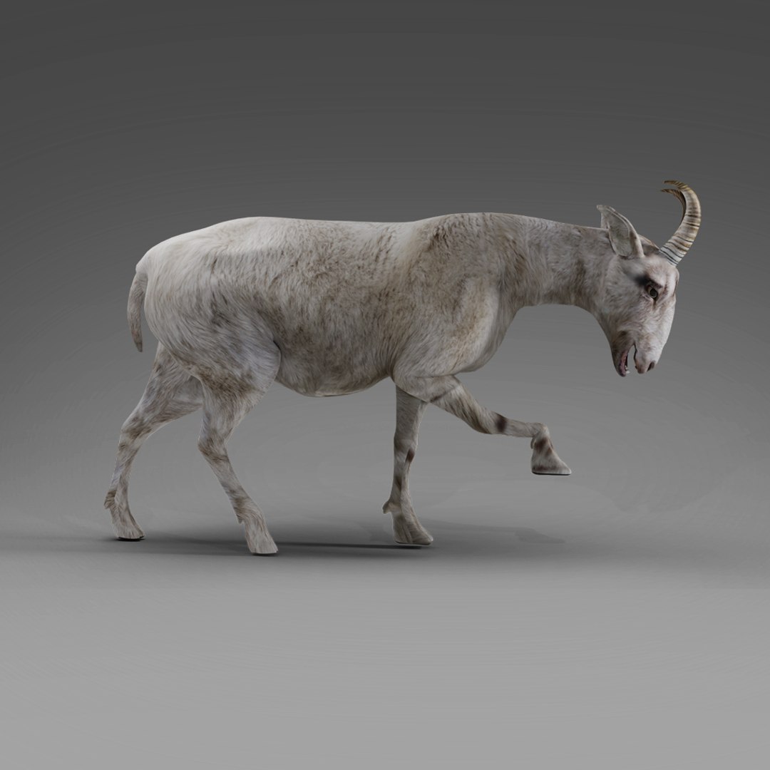 Goat 02 Rigged And Animation 3D Model - TurboSquid 2010010