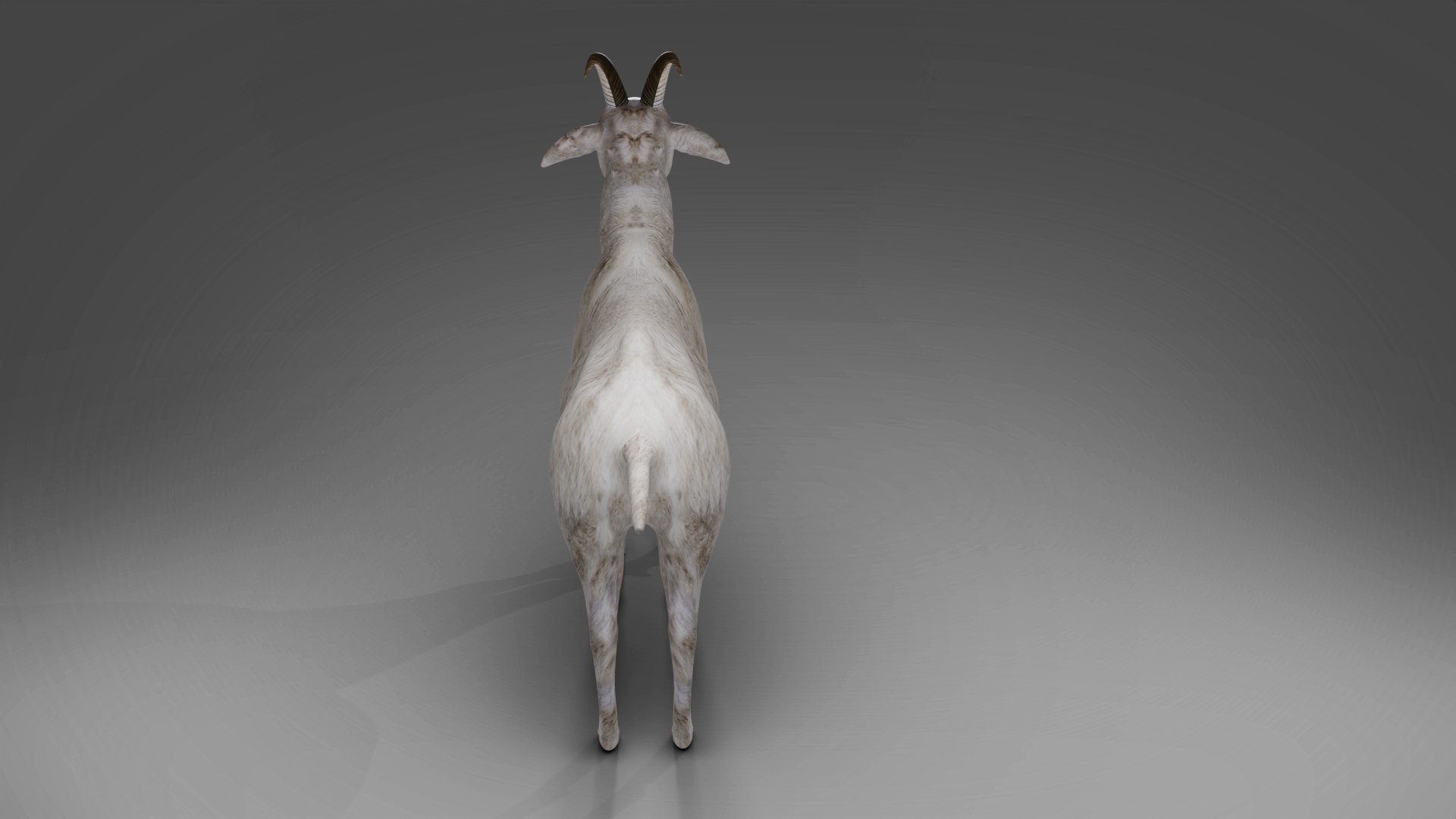 Goat 02 Rigged And Animation 3D Model - TurboSquid 2010010