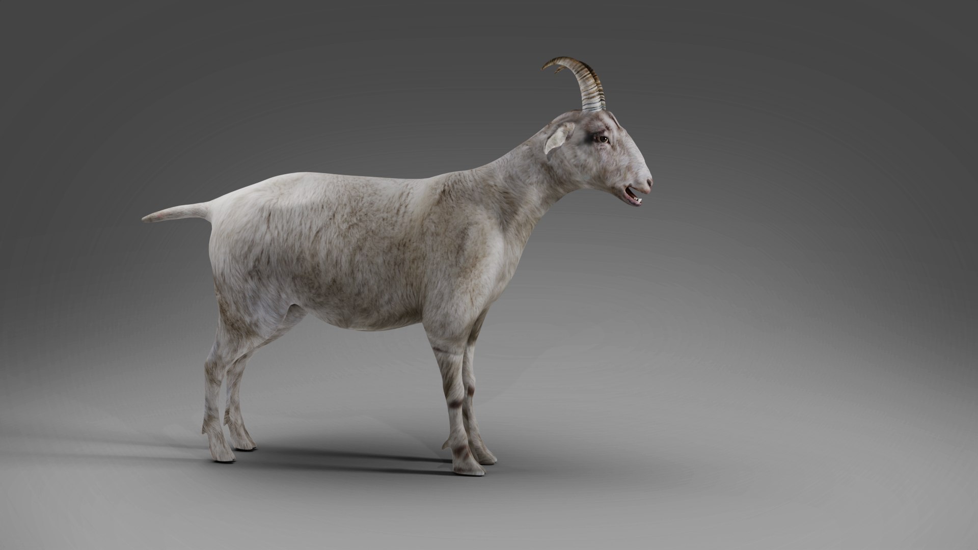 Goat 02 Rigged And Animation 3D Model - TurboSquid 2010010
