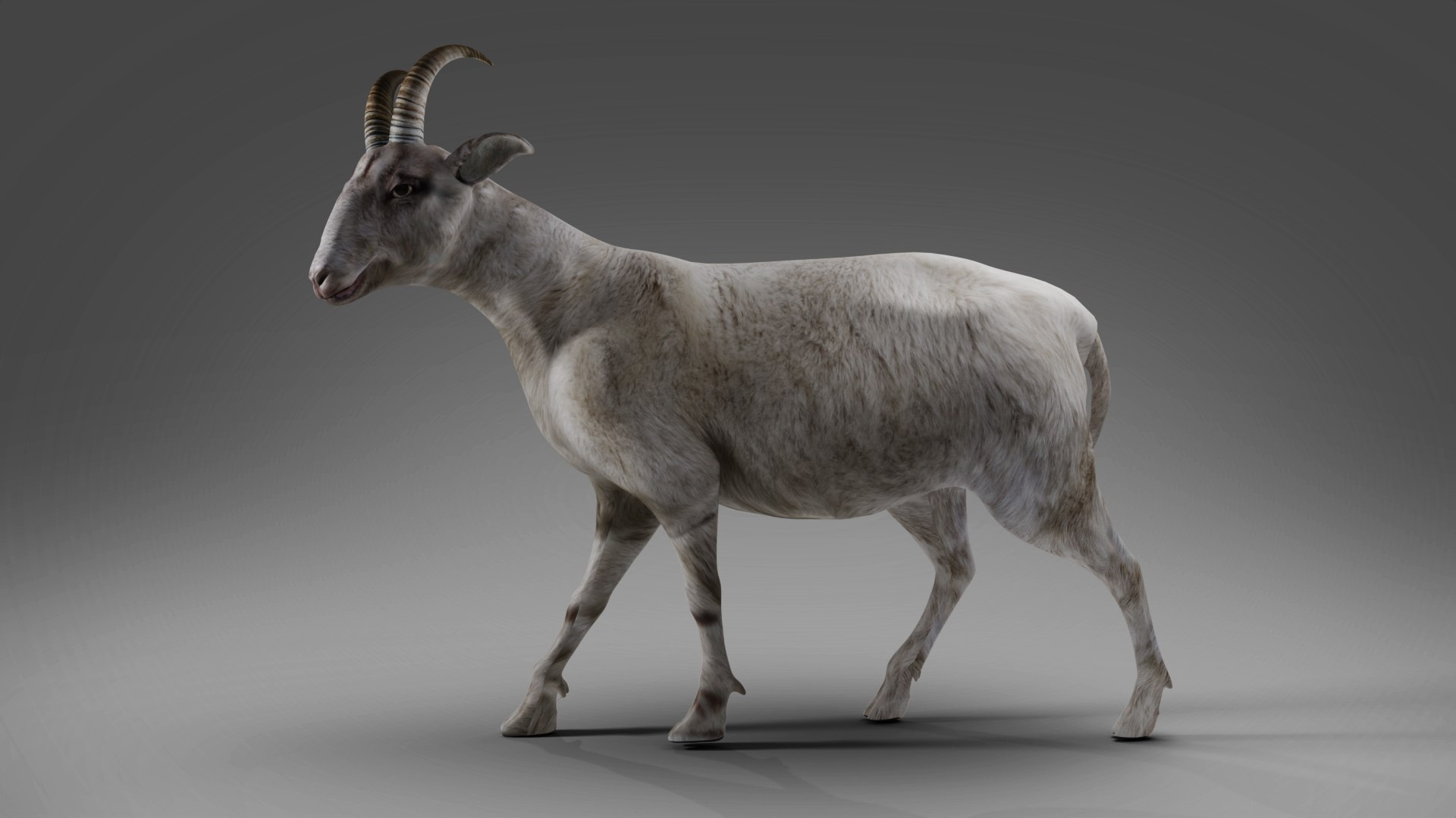 Goat 02 Rigged And Animation 3D Model - TurboSquid 2010010
