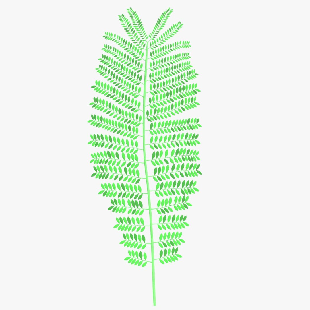 Even pinnately double compound leaf model - TurboSquid 1967814