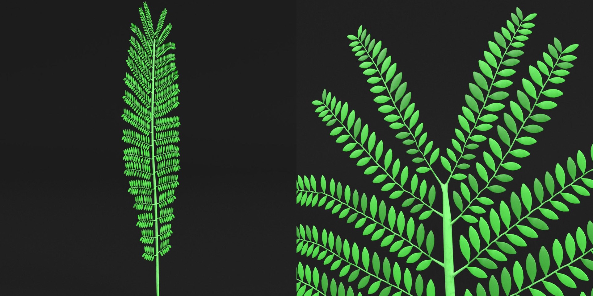Even pinnately double compound leaf model - TurboSquid 1967814