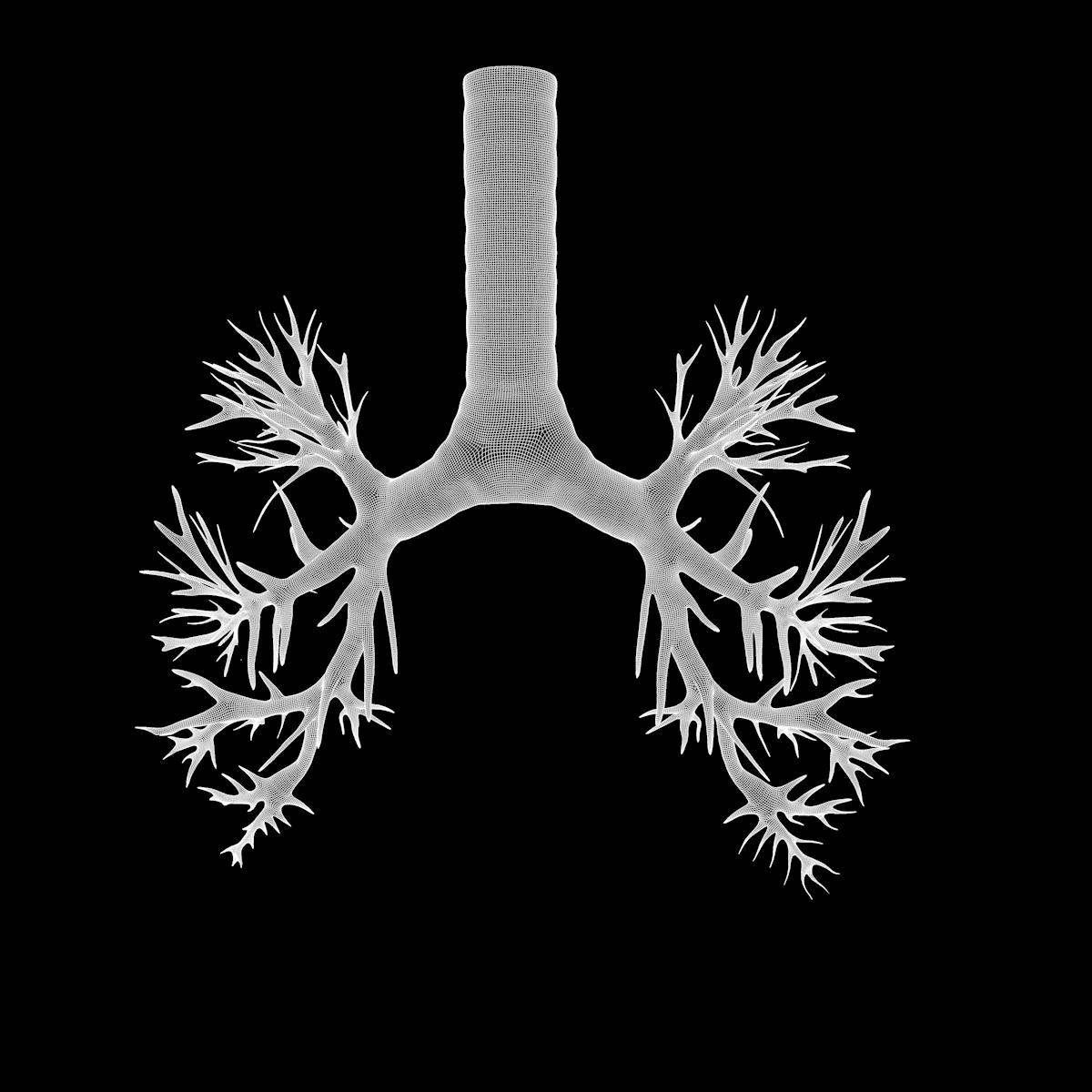 3D human lungs anatomy model - TurboSquid 1387510