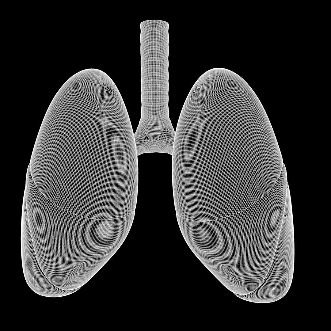 3D human lungs anatomy model - TurboSquid 1387510