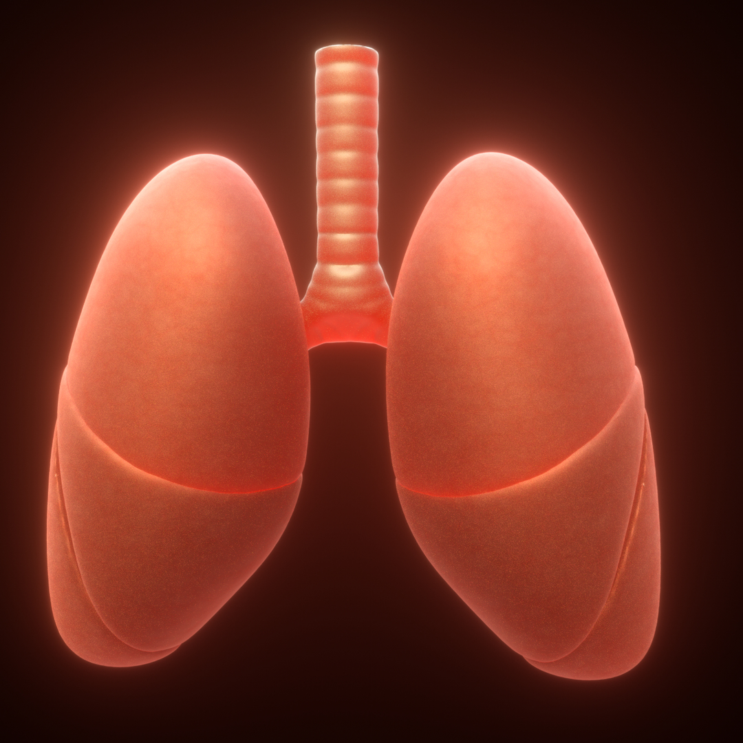 3D human lungs anatomy model - TurboSquid 1387510