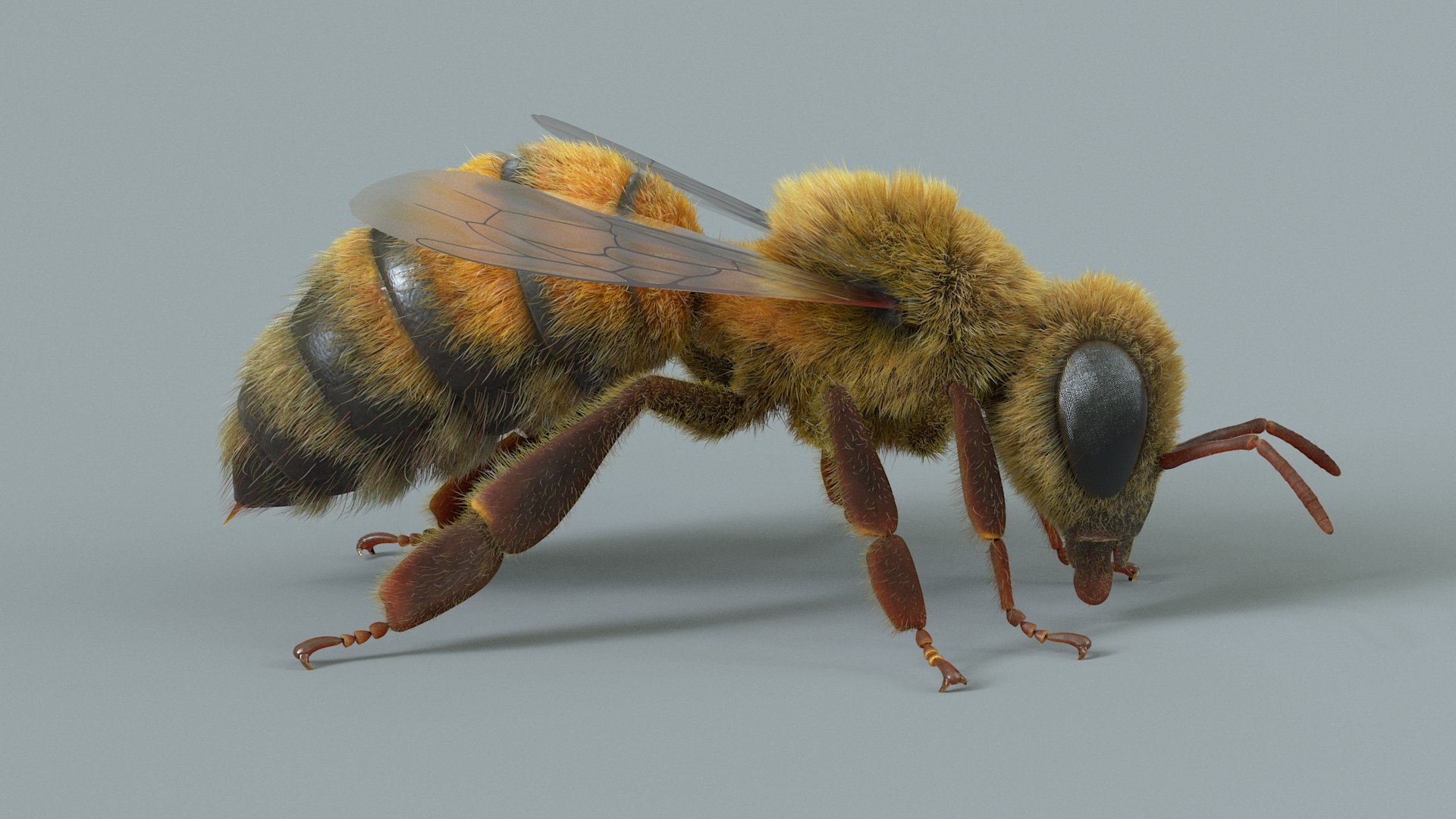 Honey Bee Rigged Xgen 3D Model - TurboSquid 2224777