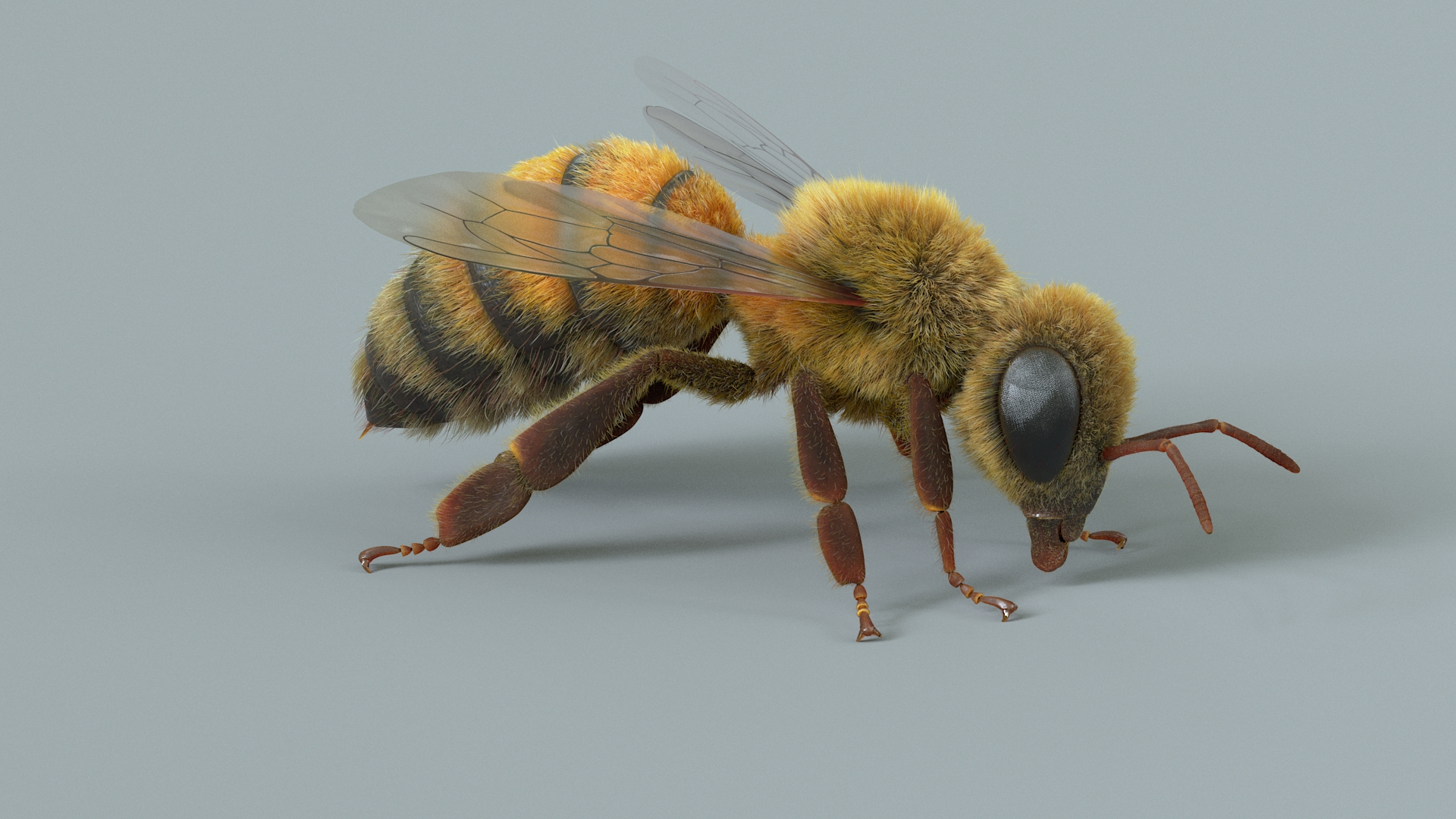 Honey Bee Rigged Xgen 3D Model - TurboSquid 2224777