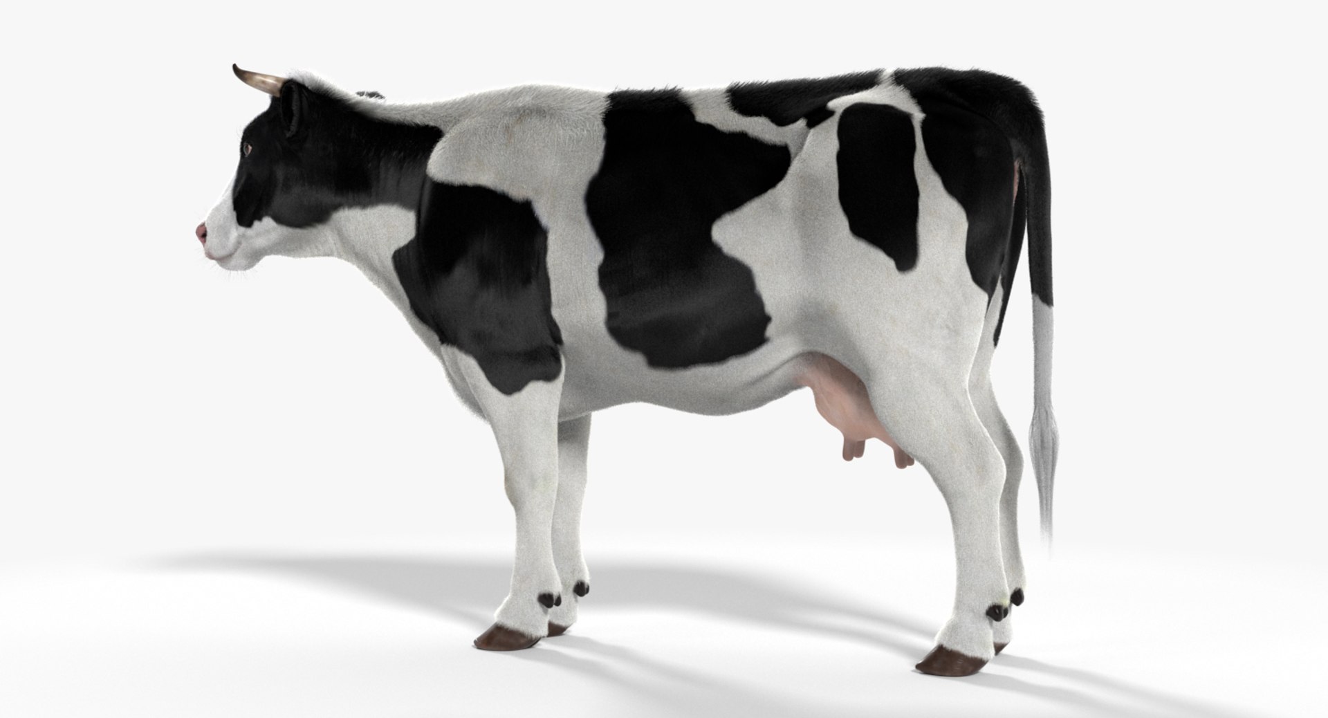 3d cow realistic model