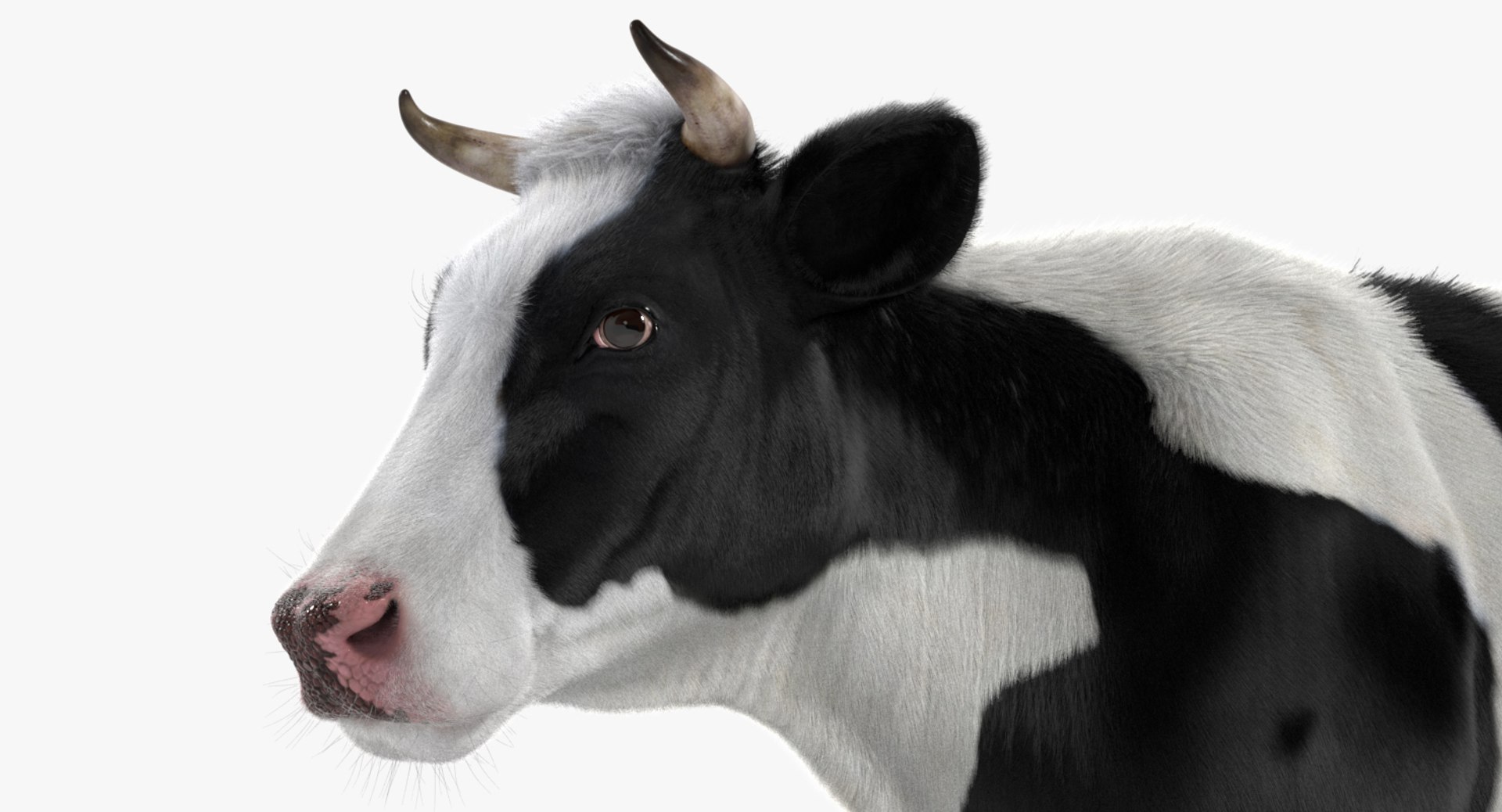 3d cow realistic model