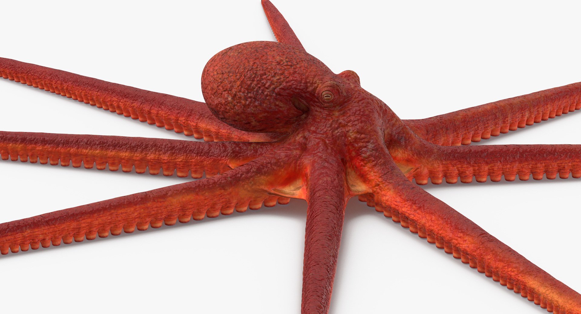 Octopus stemcell model - TurboSquid 1182485