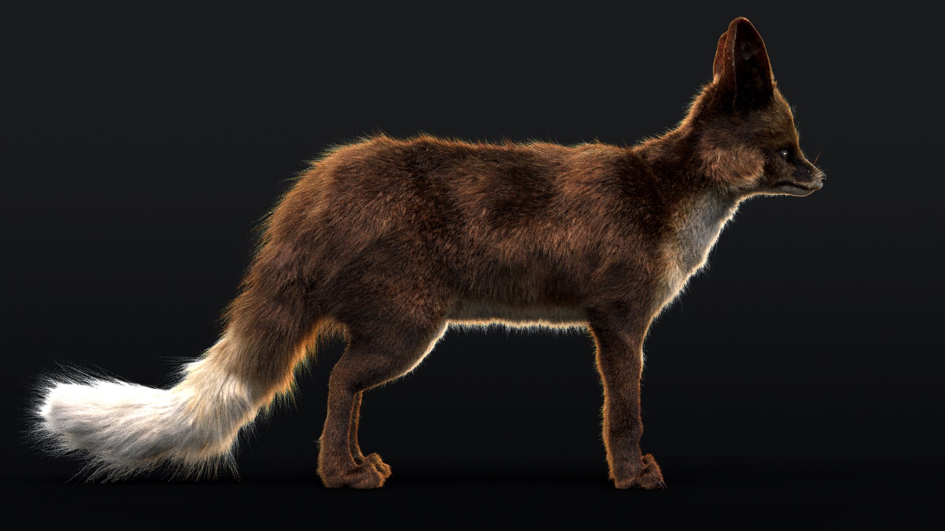 Baby Fox model - TurboSquid 1954509