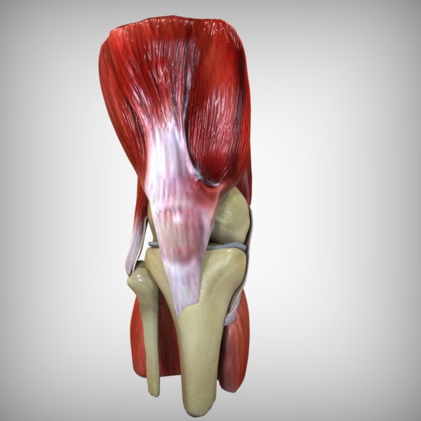 Knie Anatomie 3D-Modell - TurboSquid 1520229