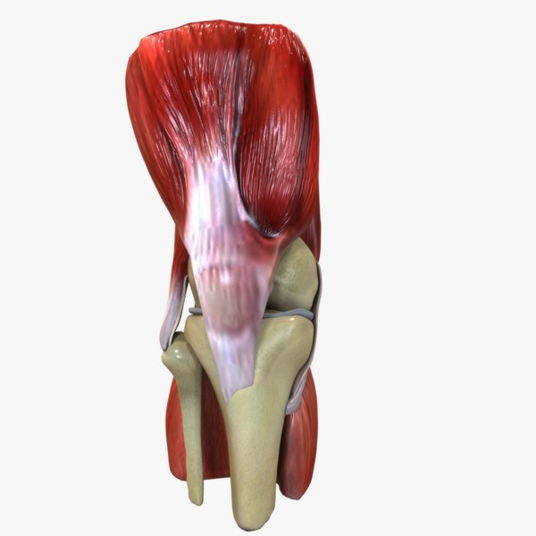 Knee ligaments bones 3D model - TurboSquid 1520229