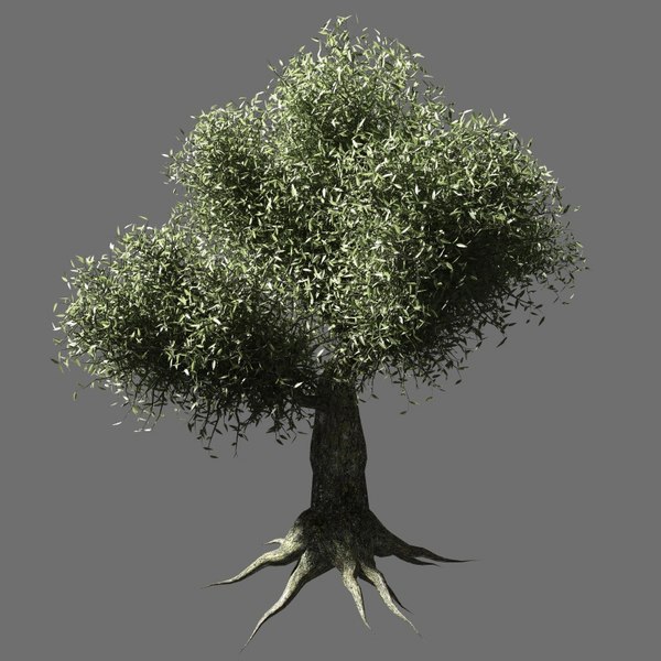 3d model olive tree