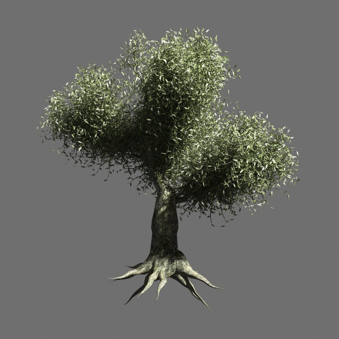 Olive Tree 3d Model